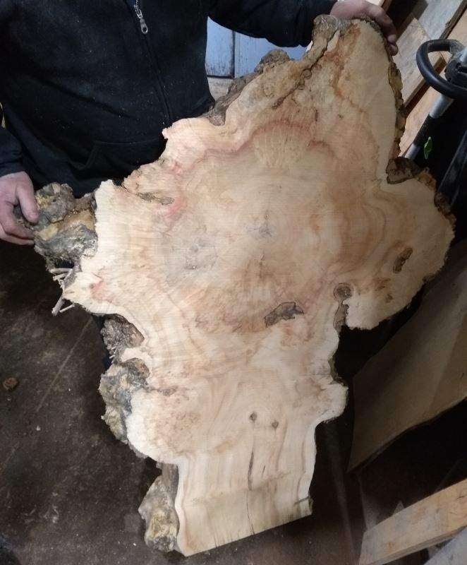 Hollowed Out Burly Maple Log – Mammoth Sawmill